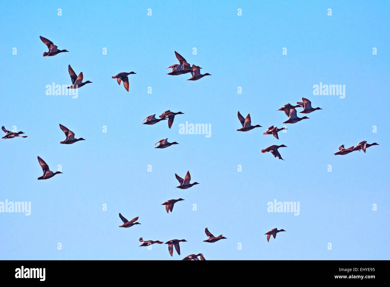 Group of ducks hi-res stock photography and images - Alamy