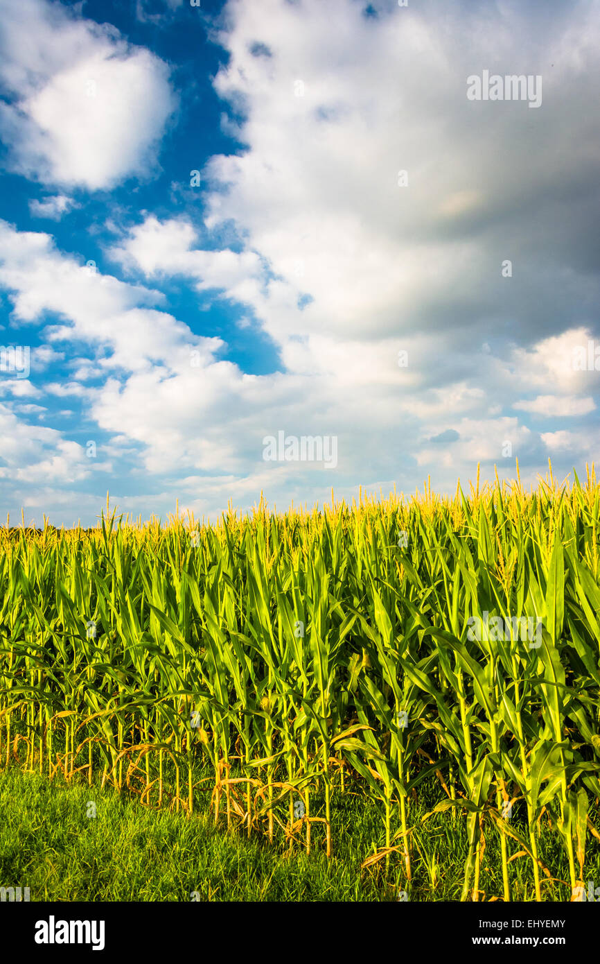Corn field near hi-res stock photography and images - Alamy