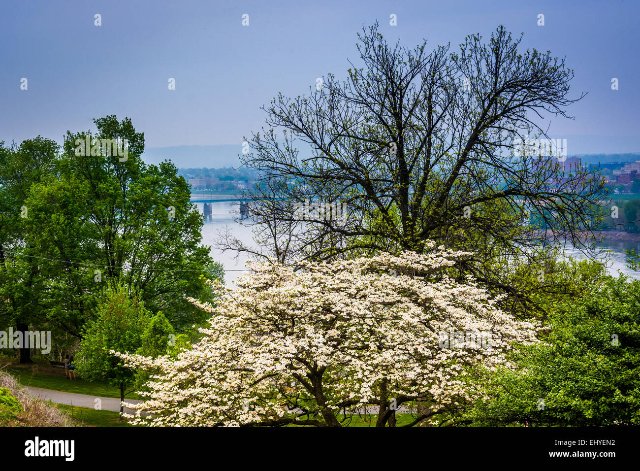 A dogwood tree and view of the Susquehanna River from Negley Park in ...