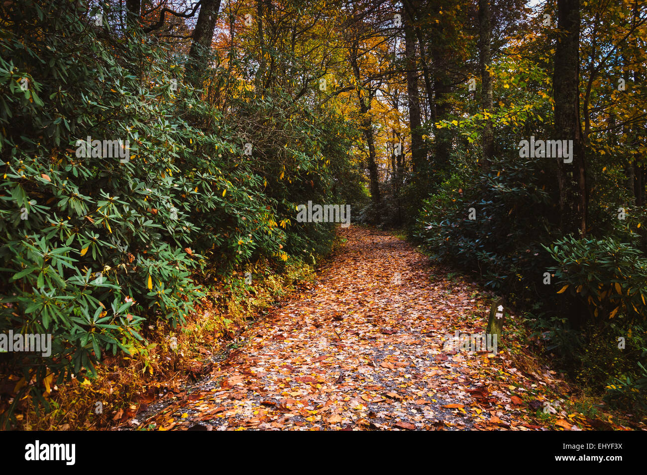Moses H Cone High Resolution Stock Photography and Images - Alamy