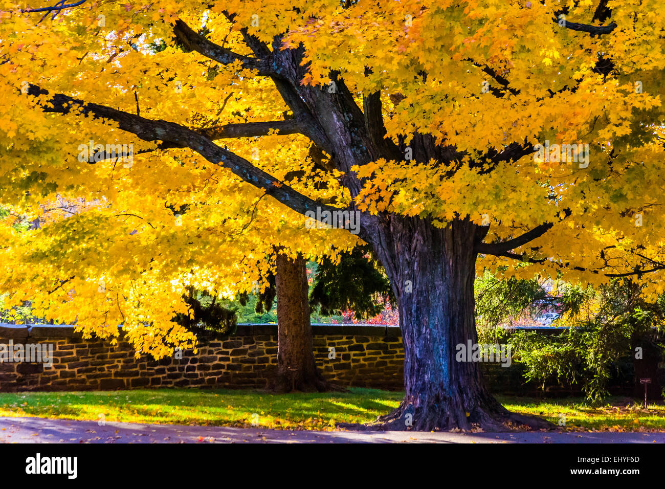 Autumn colors on a tree at the Gettysburg National Cemetary ...