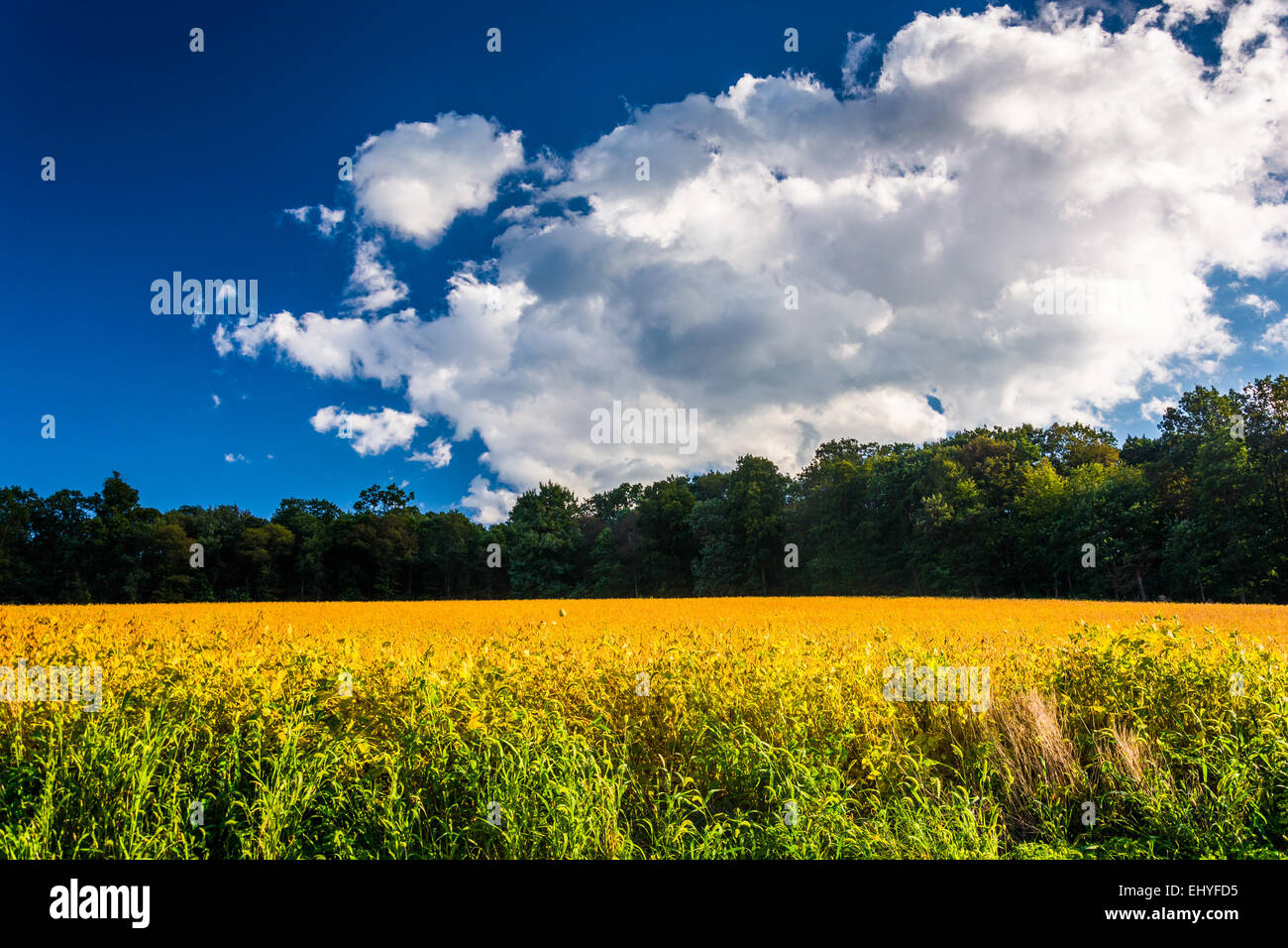 Beautiful farm field in rural York County, Pennsylvania Stock Photo - Alamy