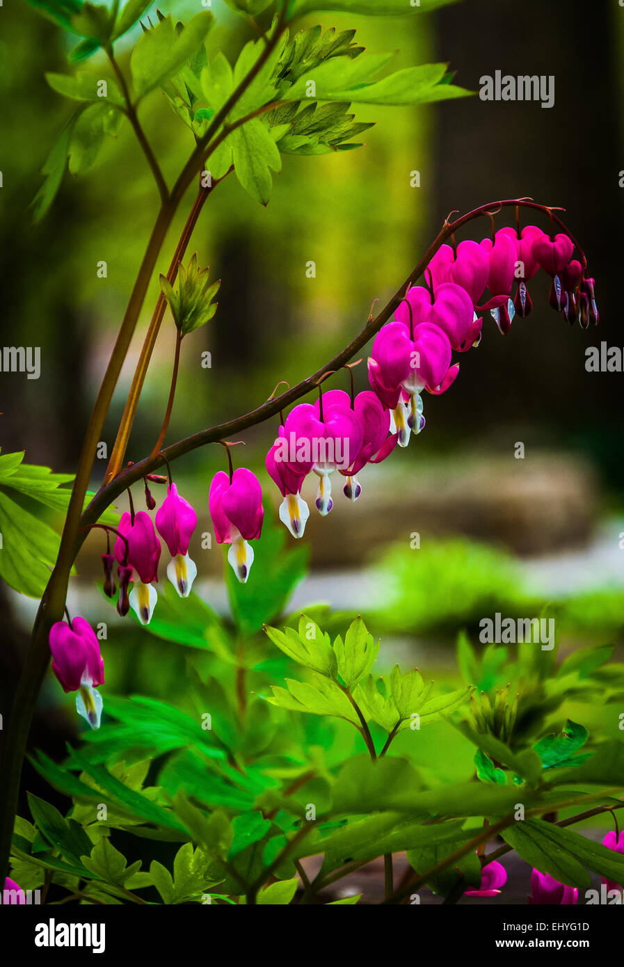Foliage bleeding hearts hi-res stock photography and images - Alamy