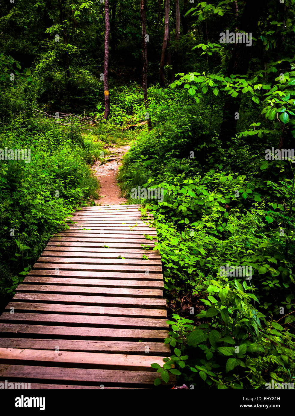 Boardwalk trail and lush spring forest in Codorus State Park ...