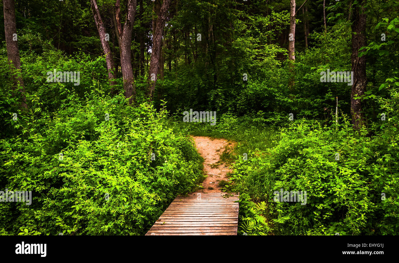 Boardwalk trail and lush spring forest in Codorus State Park ...
