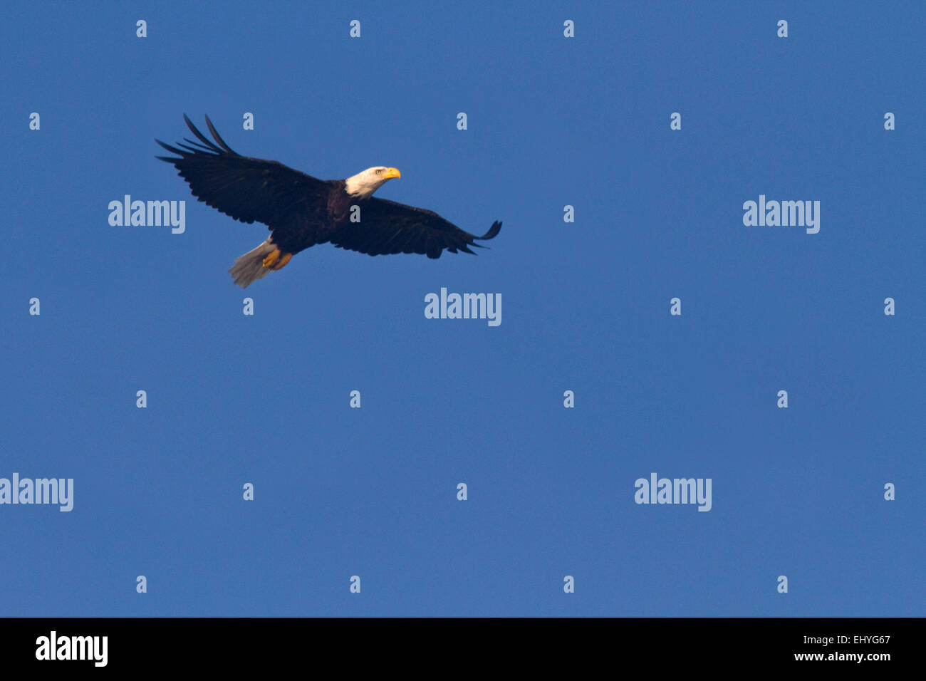 Raptor flight hi-res stock photography and images - Alamy