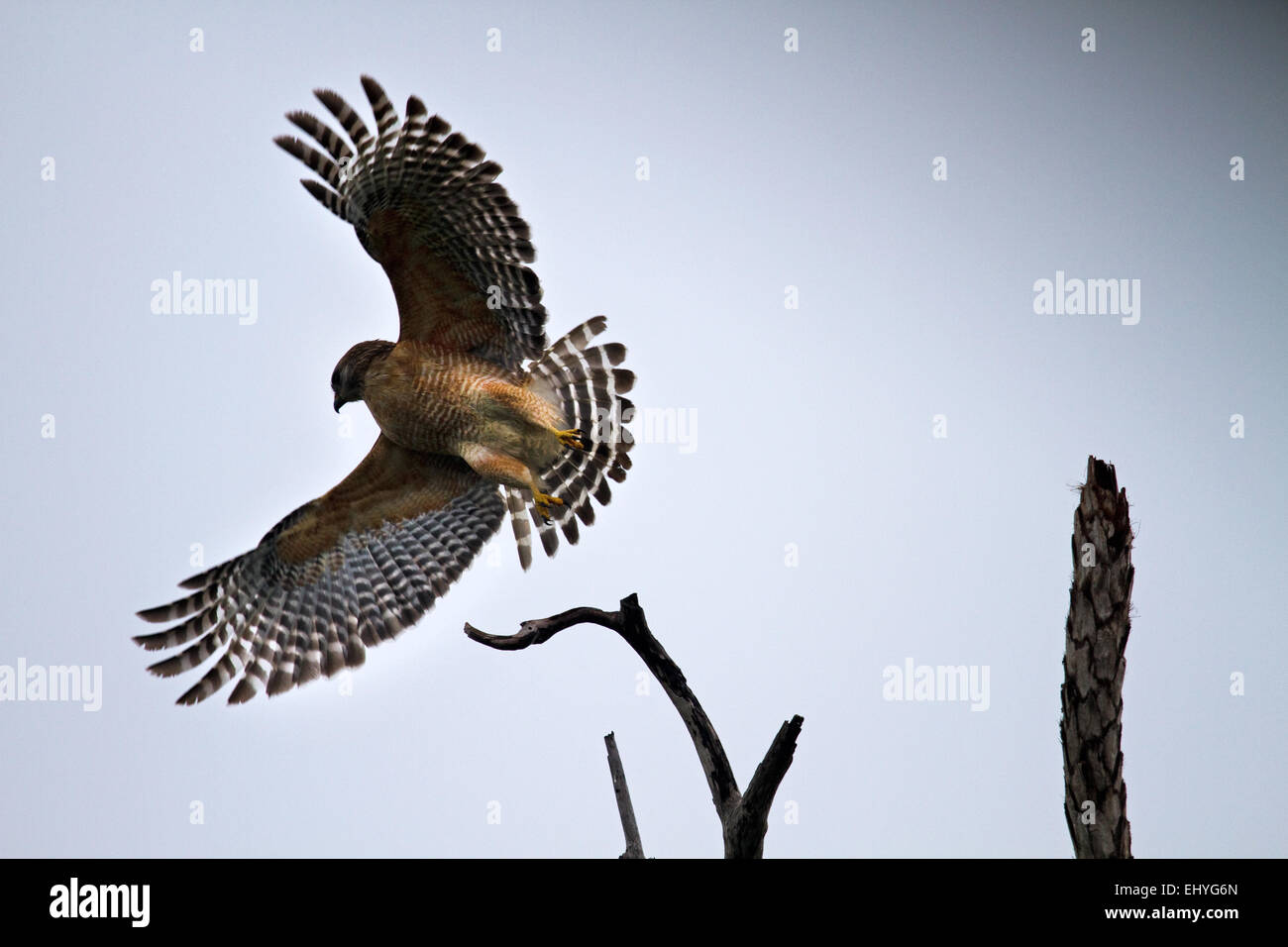 A Red-shouldered Hawk leaving the perch in the Florida Everglades Stock ...