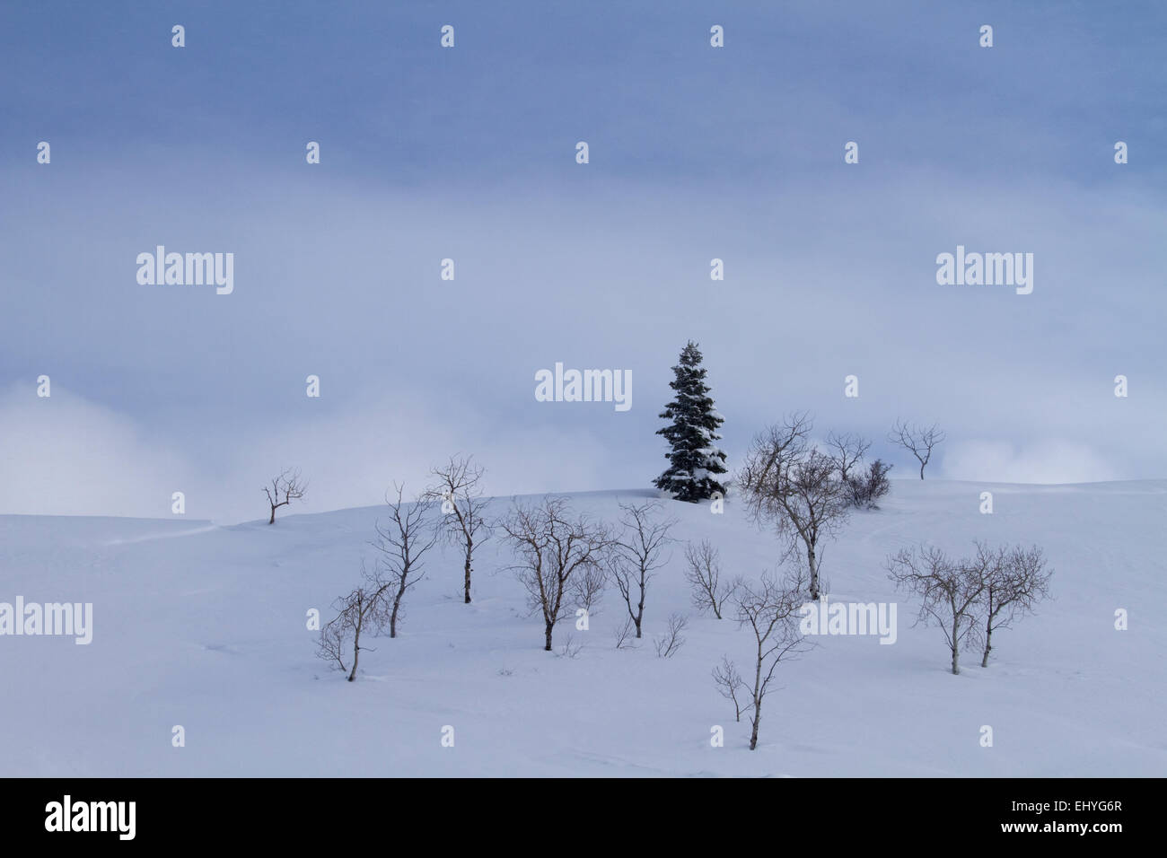 Winter tree standing alone horizon hi-res stock photography and images ...