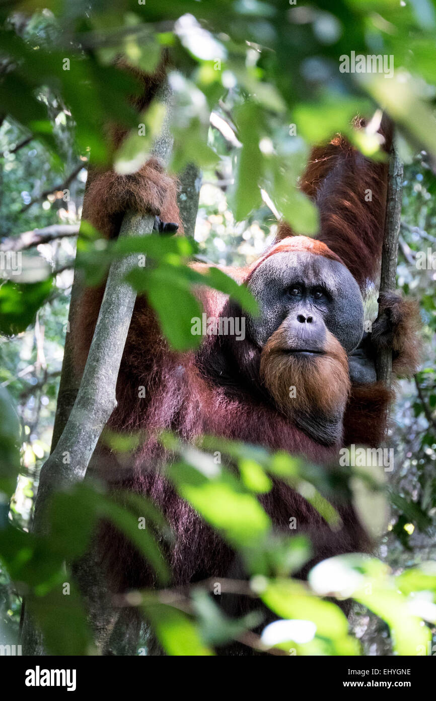 Orangutan swinging from tree hi-res stock photography and images - Alamy