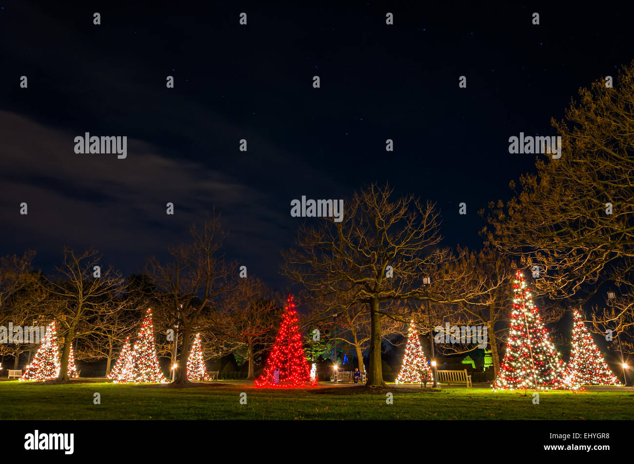 Christmas trees at night, Longwood Gardens, Pennsylvania Stock Photo ...