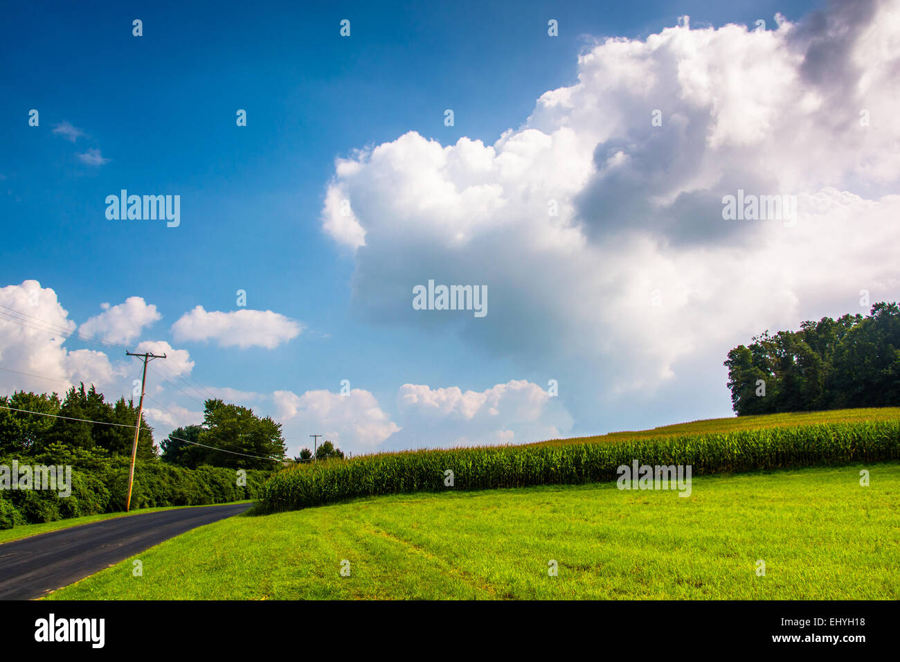 Corn field along a road in rural York County, Pennsylvania Stock Photo ...