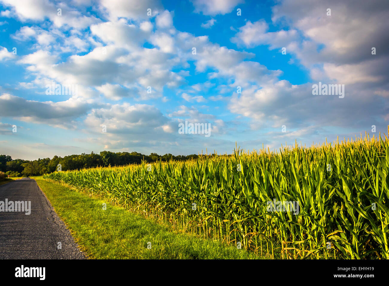 Corn field along a road in rural York County, Pennsylvania Stock Photo ...