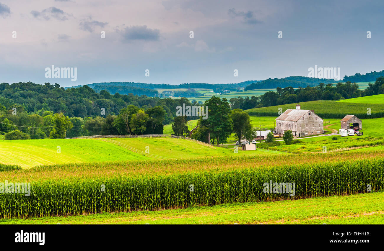 Corn field and barn on a farm, in rural York County, Pennsylvania Stock ...