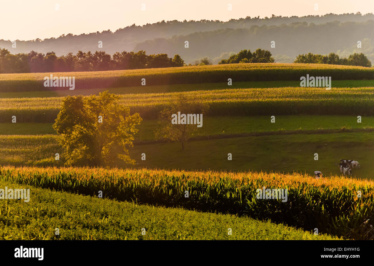Corn fields and hills in rural York County, Pennsylvania Stock Photo ...