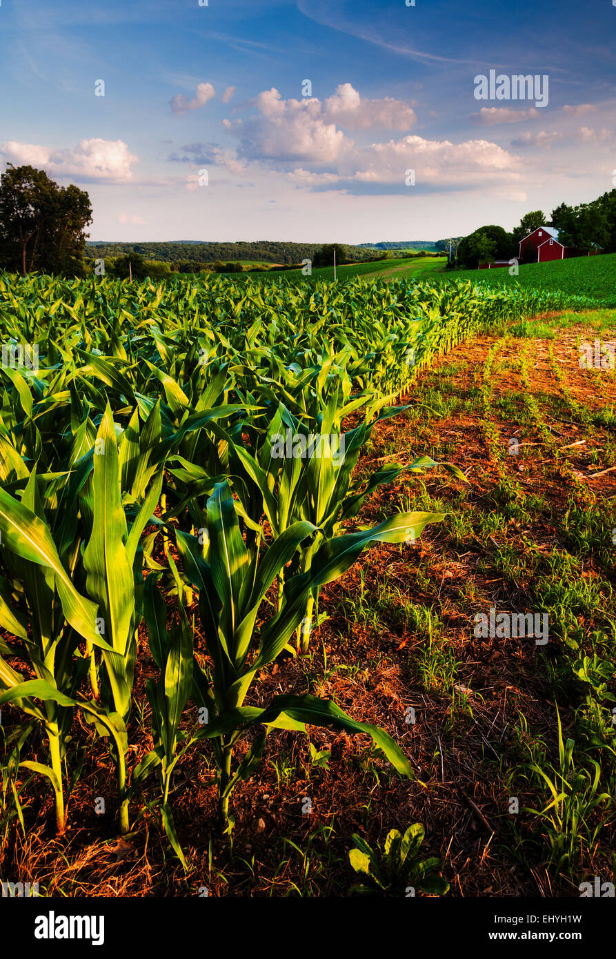 Cornfield and barn on a farm field in Southern York County ...