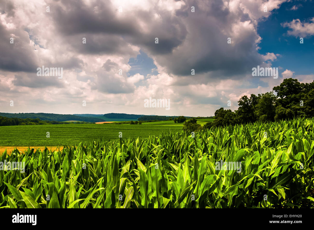 Cornfield and rolling hills of rural Southern York County, Pennsylvania ...