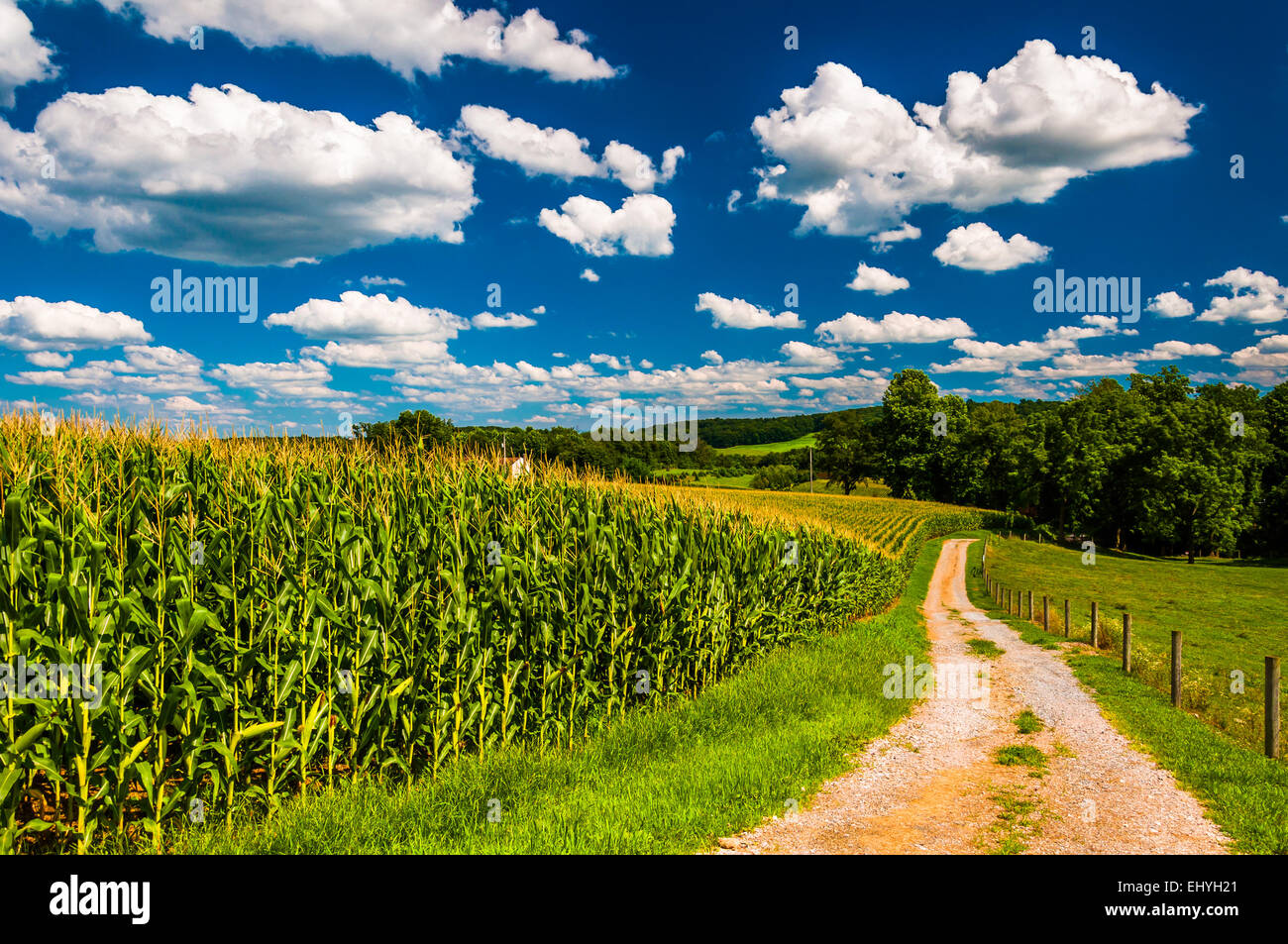 Cornfield and driveway to a farm in rural Southern York County ...