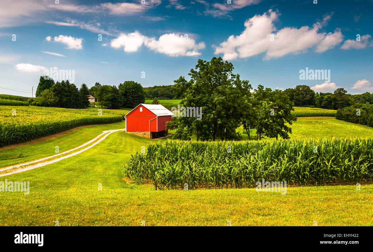 Cornfield and barn on a farm in Southern York County, Pennsylvania ...