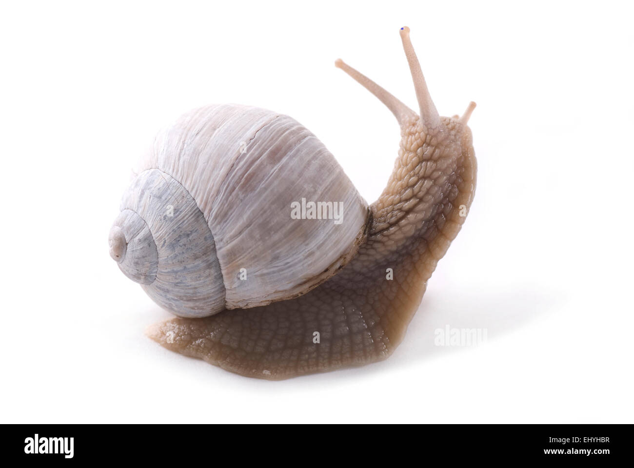 Snail. Light shadow. White background Stock Photo - Alamy
