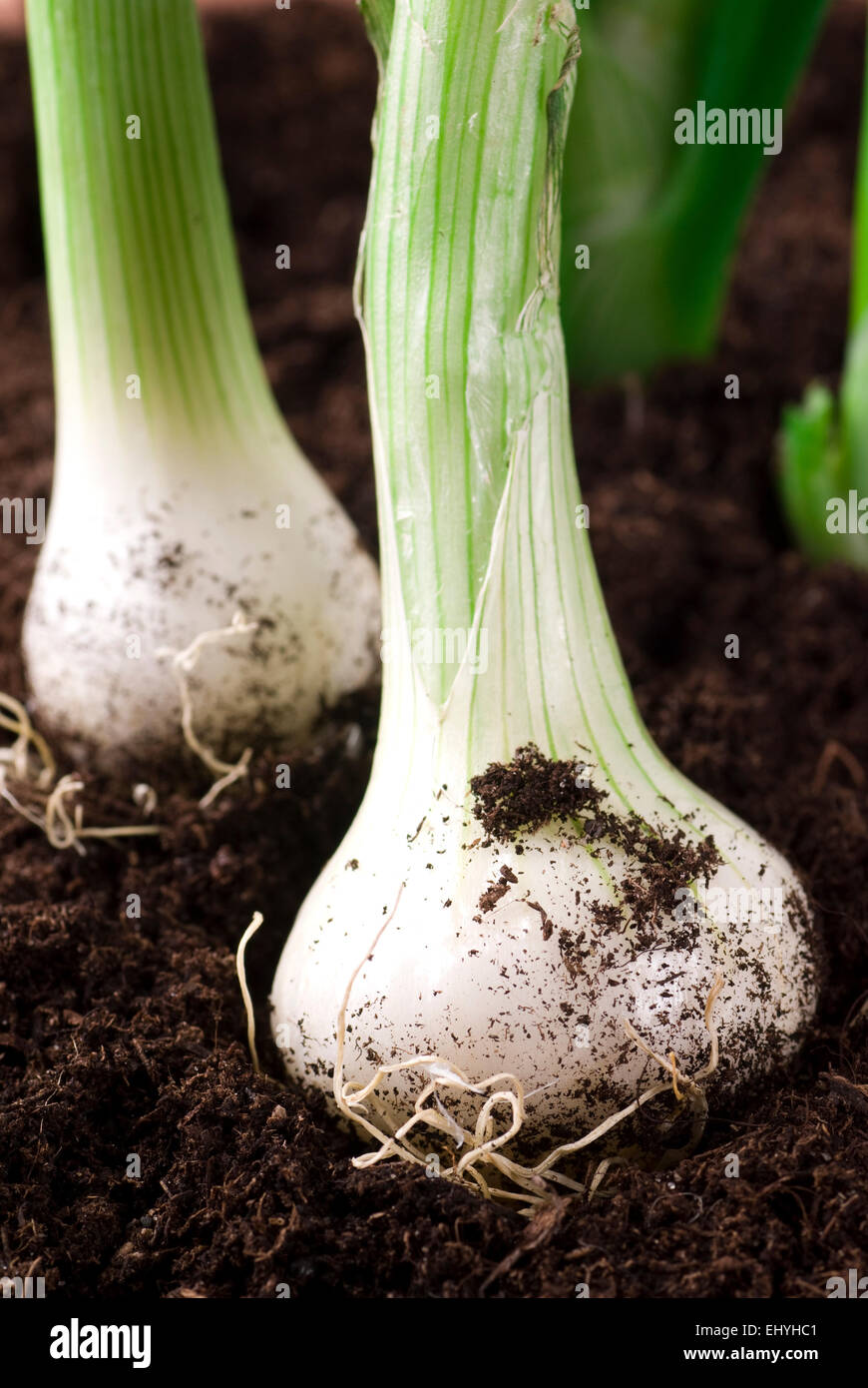 Fresh spring onions growing in moisture soil Stock Photo - Alamy
