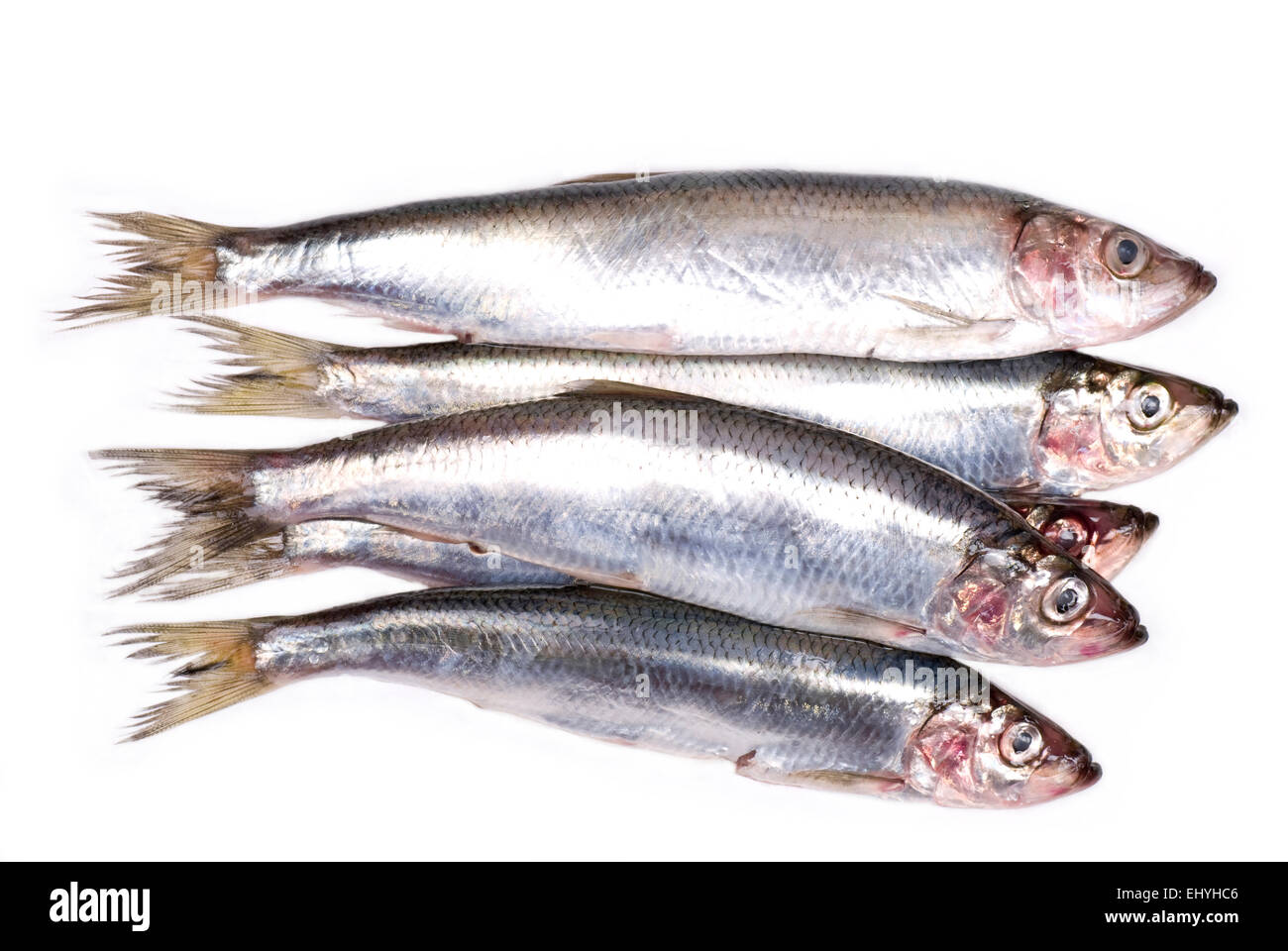 Raw herring food background close up Stock Photo - Alamy