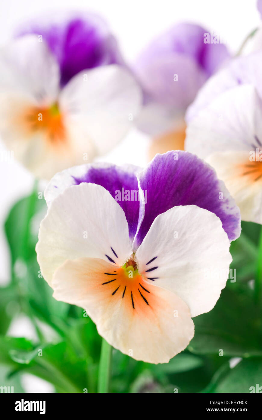 Multi colored spring viola close up background Stock Photo - Alamy