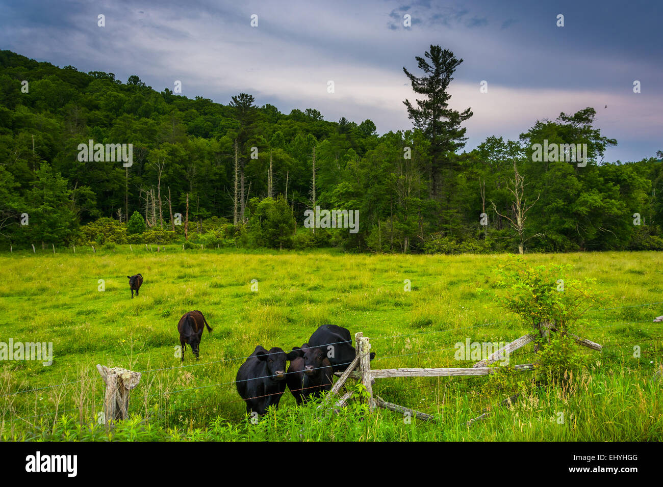 Cows in a field along the Blue Ridge Parkway, near Blowing Rock, North ...
