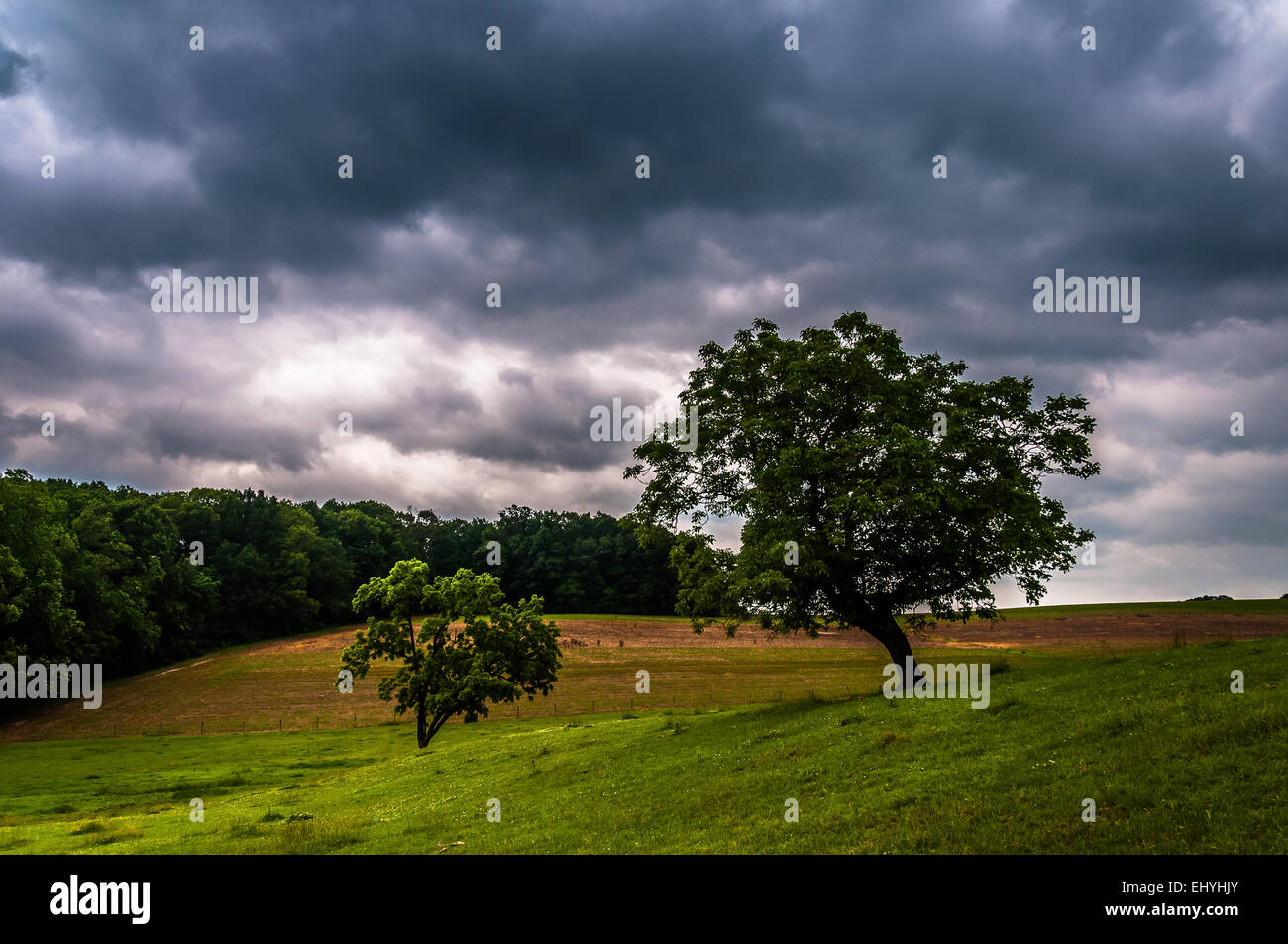 Trees woods stormy sky hi-res stock photography and images - Alamy