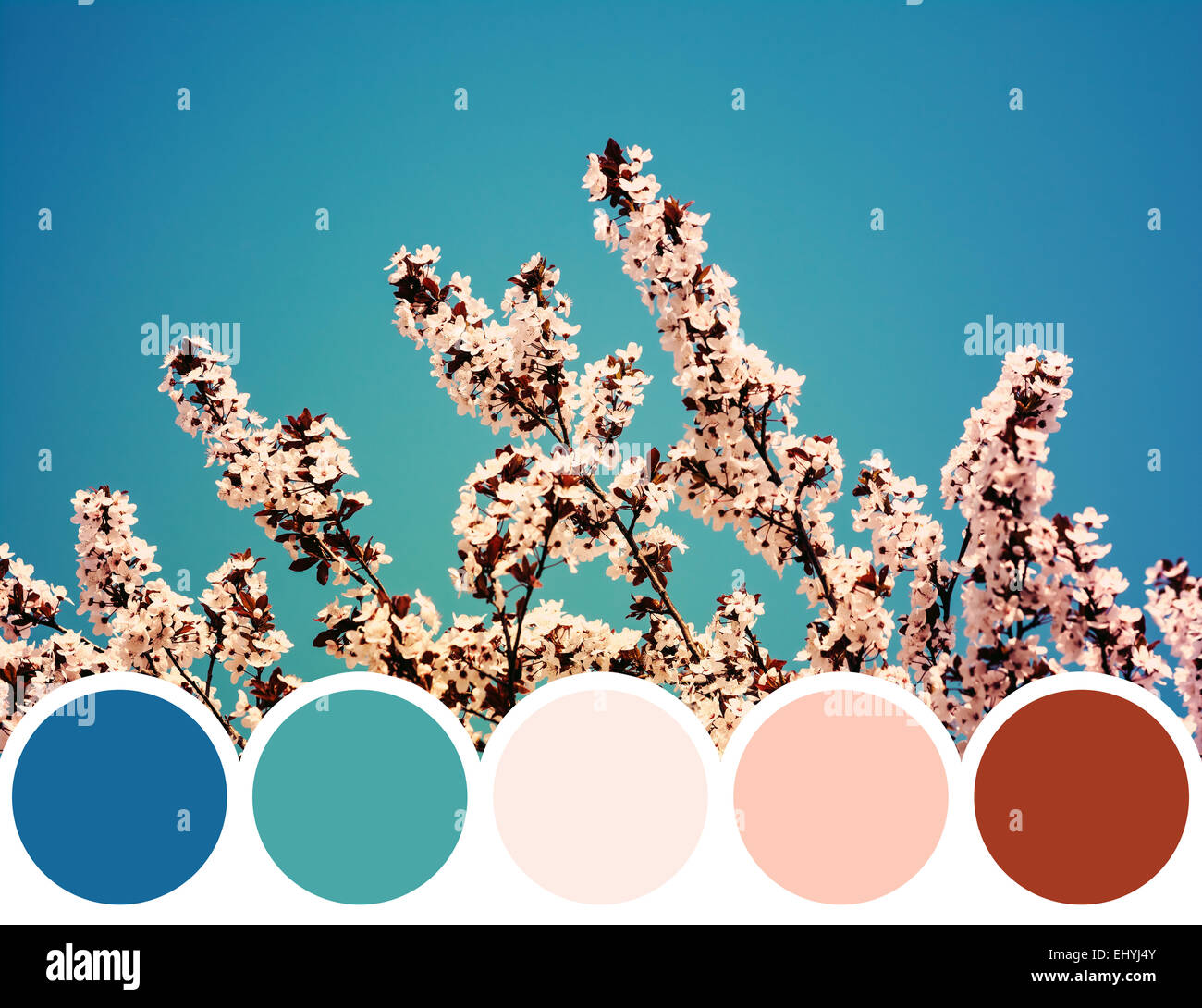 Color Palette Of Spring Cherry Tree Flowers Stock Photo - Alamy