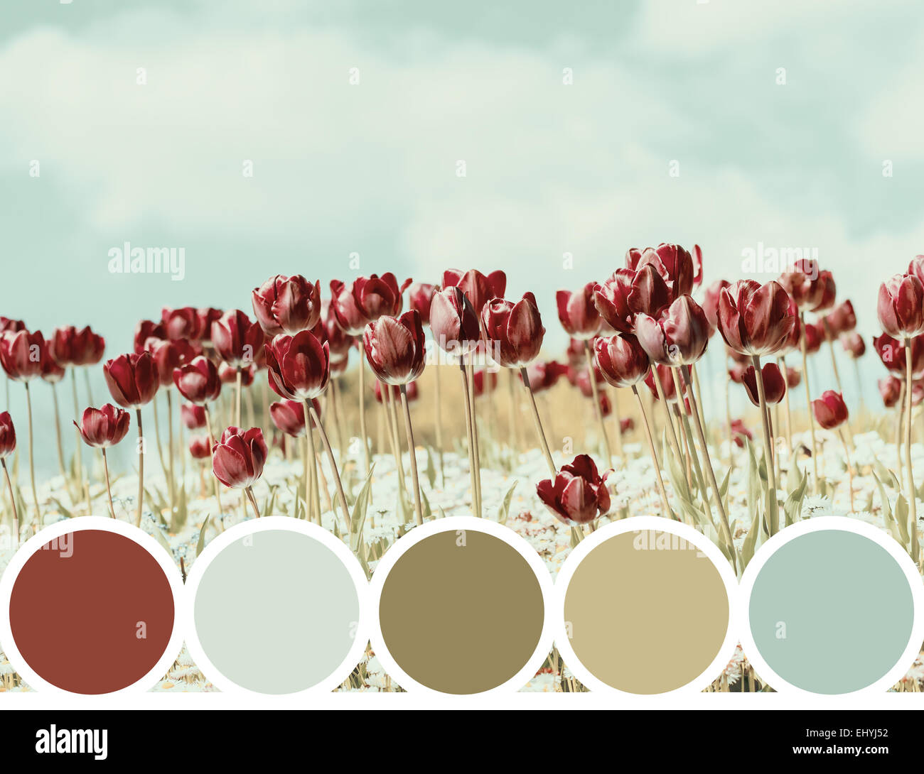 Color Palette Of Retro Red Spring Tulips Blossom Stock Photo - Alamy