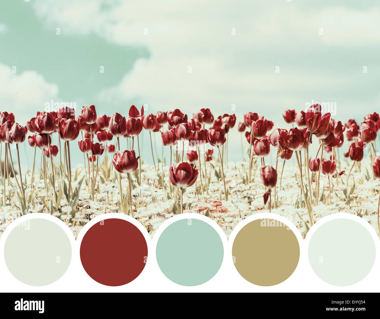 Color Palette Of Retro Red Spring Tulips Blossom Stock Photo - Alamy