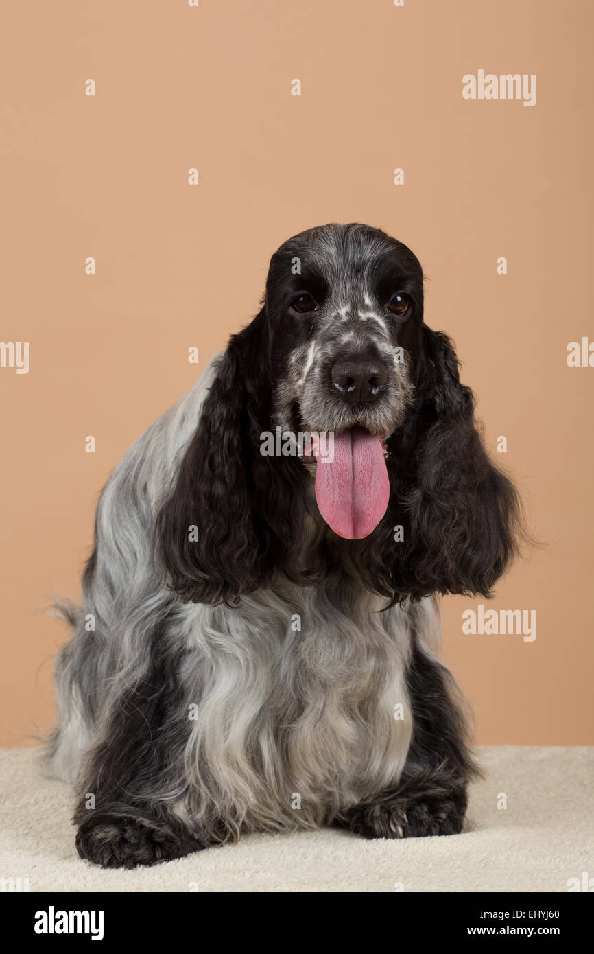 portrait of english cocker spaniel, european champion, breeding station ...