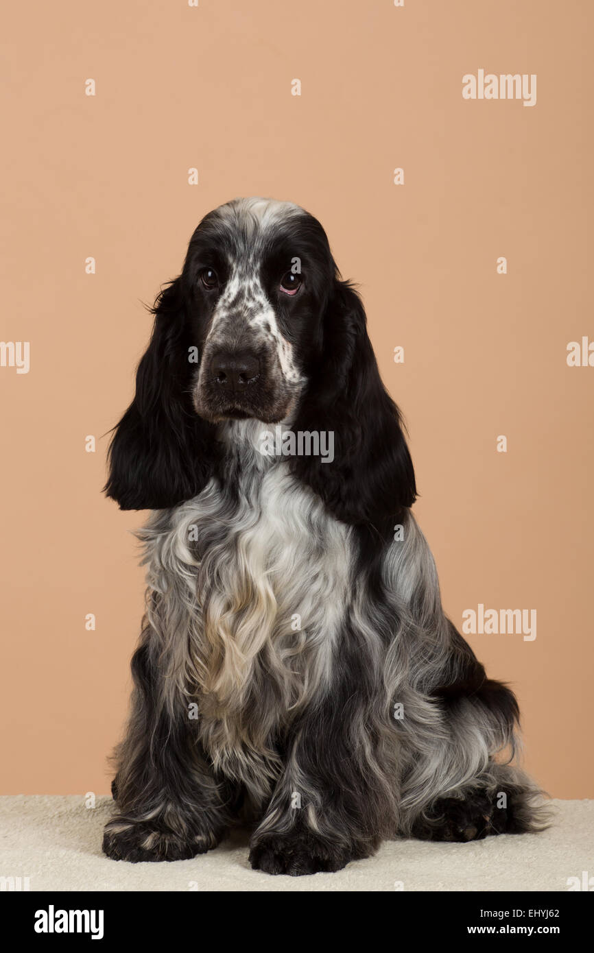 portrait of english cocker spaniel, european champion, breeding station ...