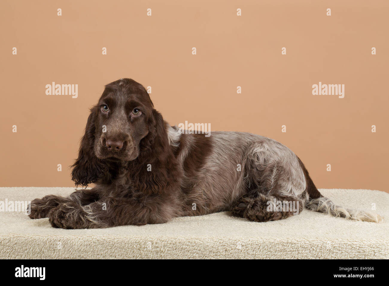 portrait of english cocker spaniel, european champion, breeding station ...