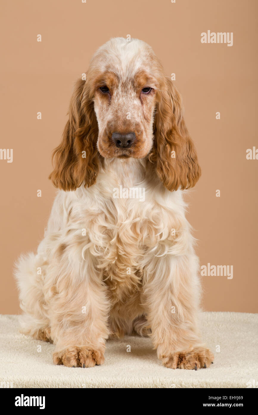 portrait of english cocker spaniel, european champion, breeding station ...