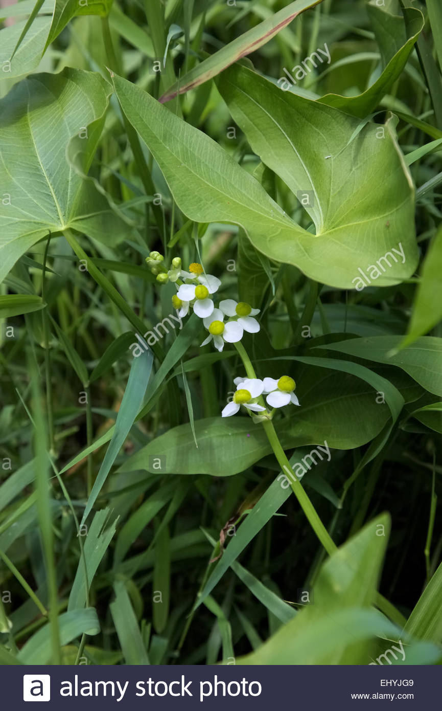 Native American Arrowhead Stock Photos & Native American Arrowhead ...