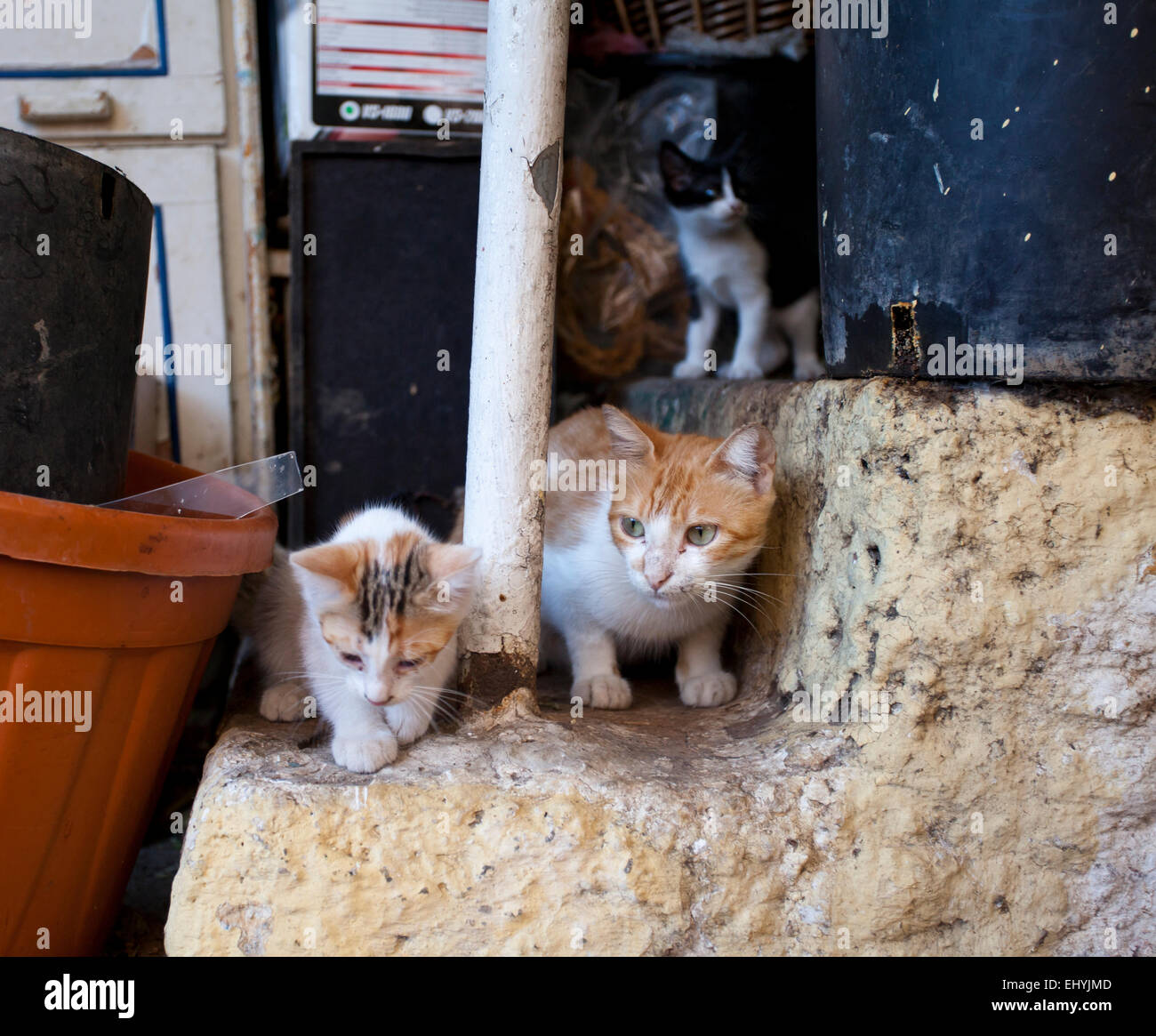 Plaka cat hi-res stock photography and images - Alamy