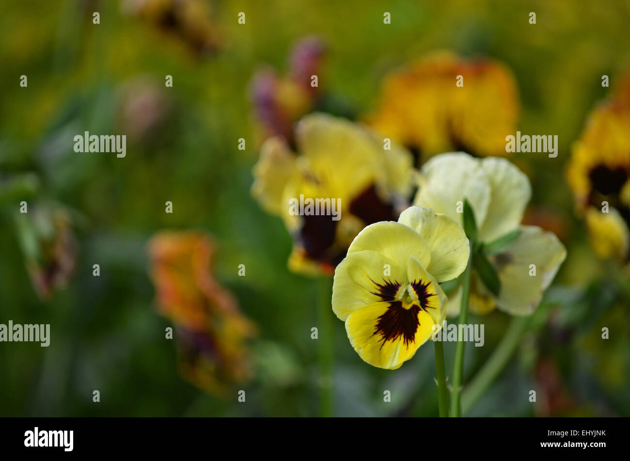 Yellow Pansy flower at Botanical Garden in Ooty,Tamilnadu,India Stock ...