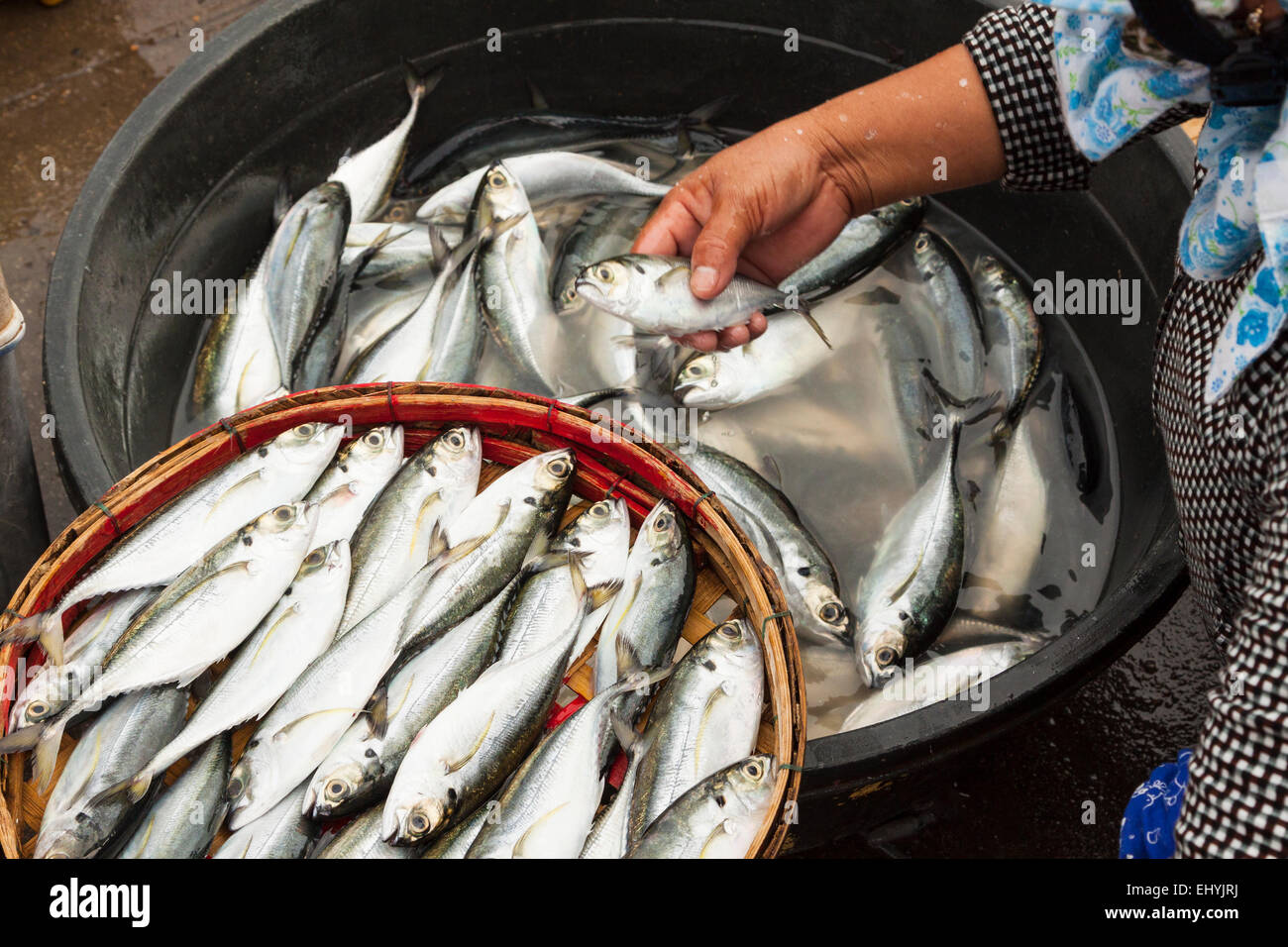 A busy fish trade in the early morning near Hoi An, Vietnam Stock Photo ...