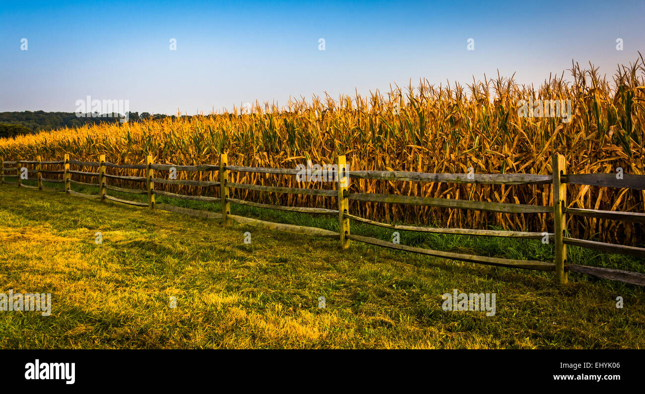 Fence and corn field on a farm in rural York County, Pennsylvania Stock ...
