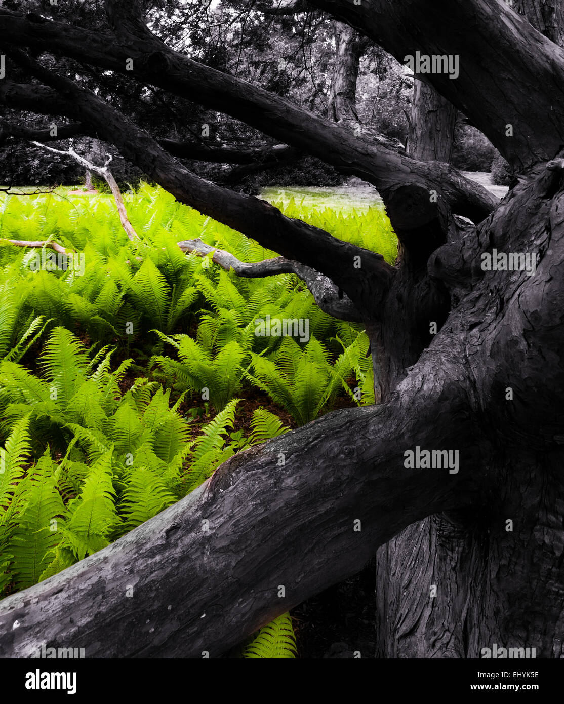 Ferns and tree at Longwood Gardens, Pennsylvania Stock Photo - Alamy