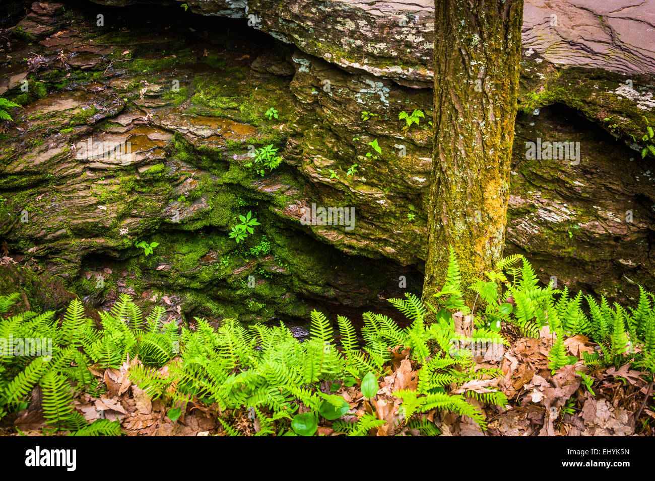 Ferns, tree, and boulders in the forest at Ricketts Glen State Park ...