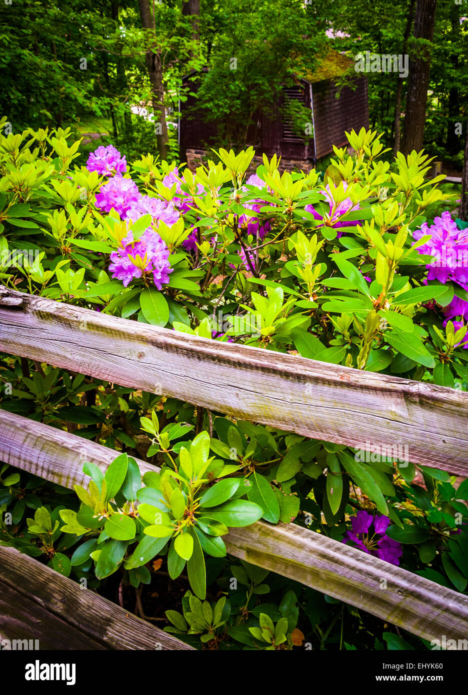 Flowering bush and a fence Stock Photo - Alamy