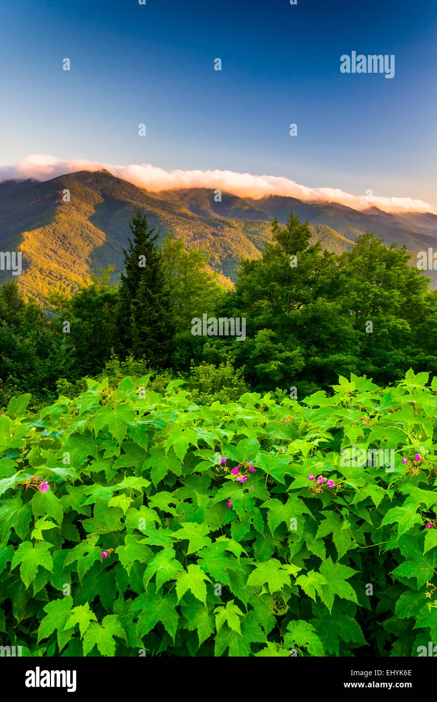 Flowers and view of the Blue RIdge at sunrise, seen from Mt. Mitchell ...