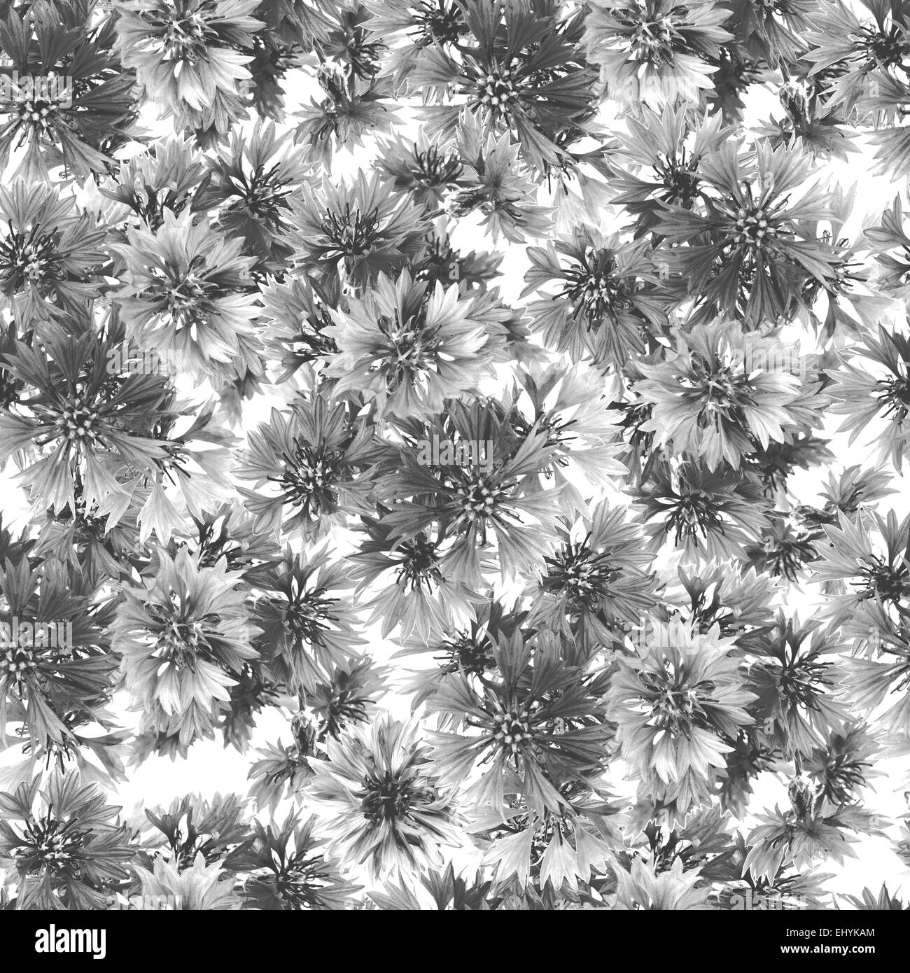 Gray color floral pattern Black and White Stock Photos & Images - Alamy
