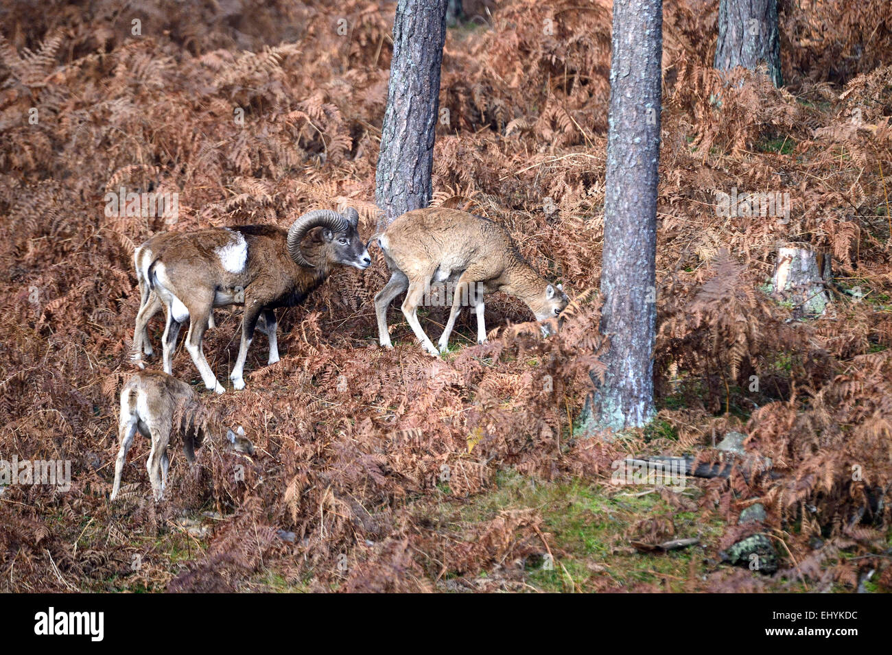 Ammon ram hi-res stock photography and images - Alamy