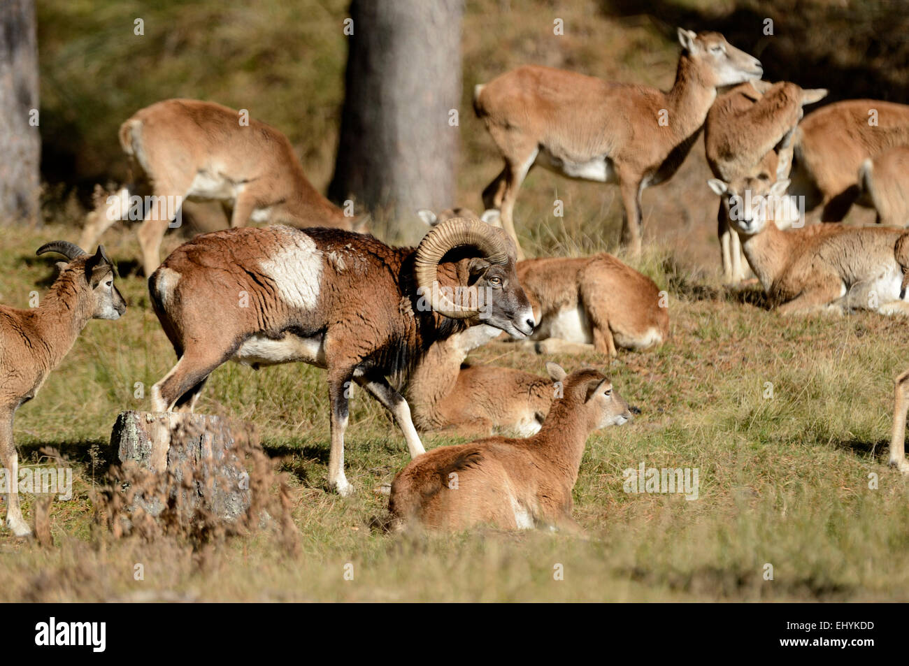 Mufflon, animal, ram, Aries, ram, mountain, Ovis ammon musimon, winter ...