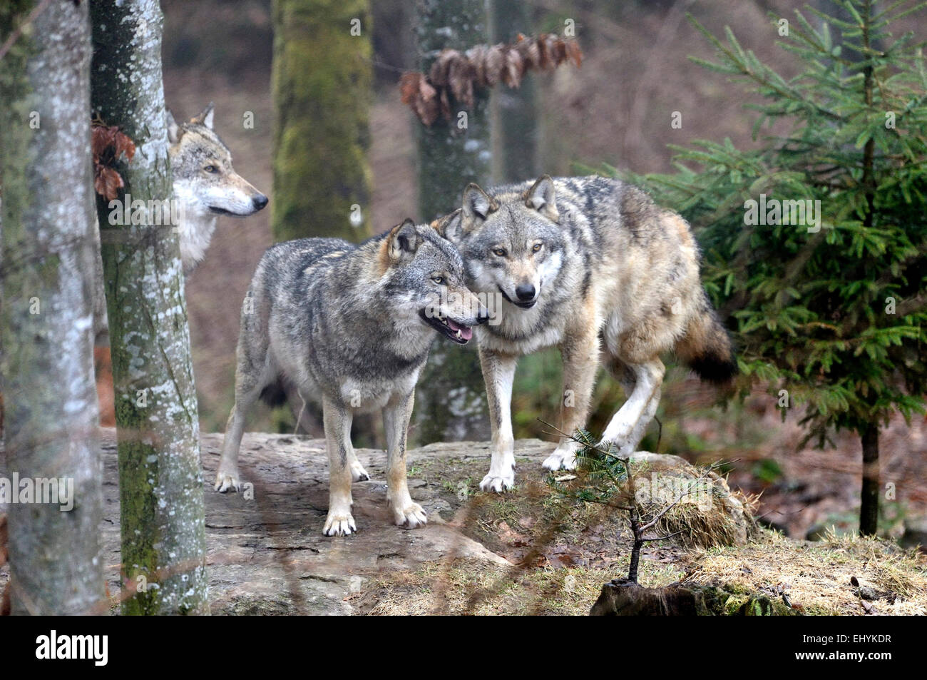 Canis lupus, canids, European Wolf, animal, Gray wolf, predators ...