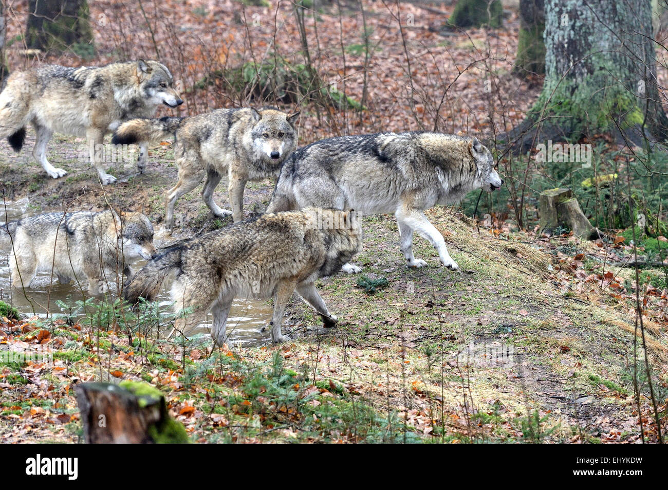 Canis lupus, canids, European Wolf, animal, Gray wolf, predators ...