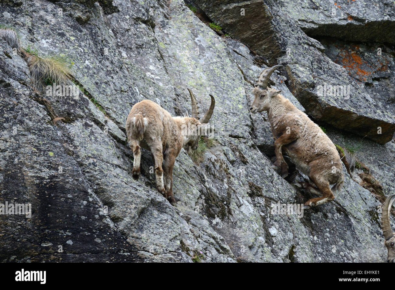 Capricorn, Ibex, animal, mountain nanny goat, cloven-hoofed animal ...